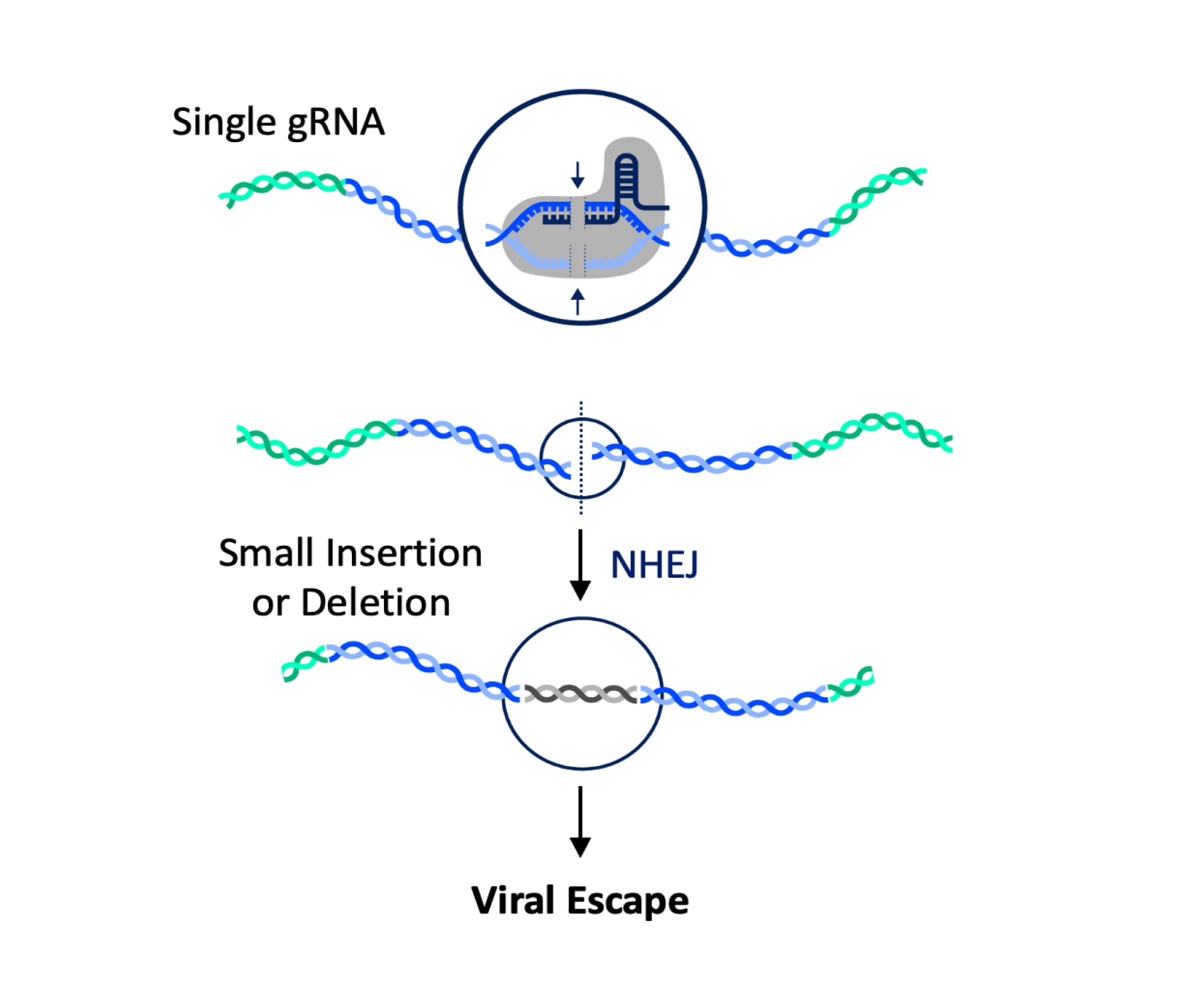 Technology :: Excision BioTherapeutics, Inc.