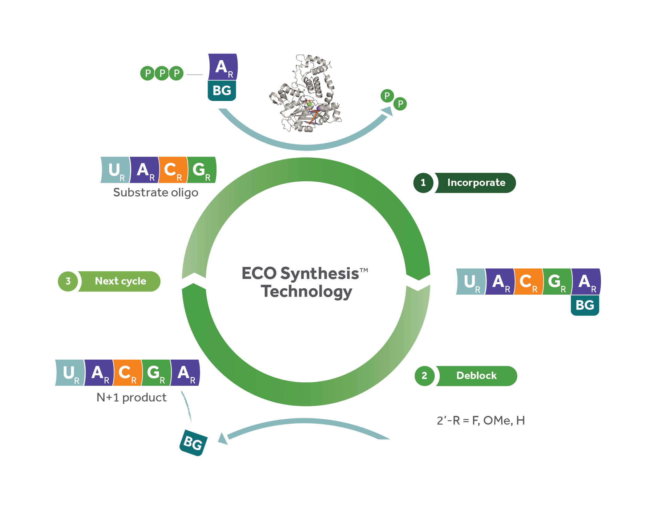 Codexis | Reimagine enzymes for biosolutions :: Codexis, Inc. (CDXS)